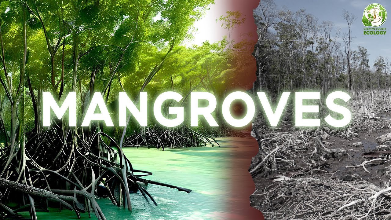 Mangroves. The planet's unique ecosystem is under threat